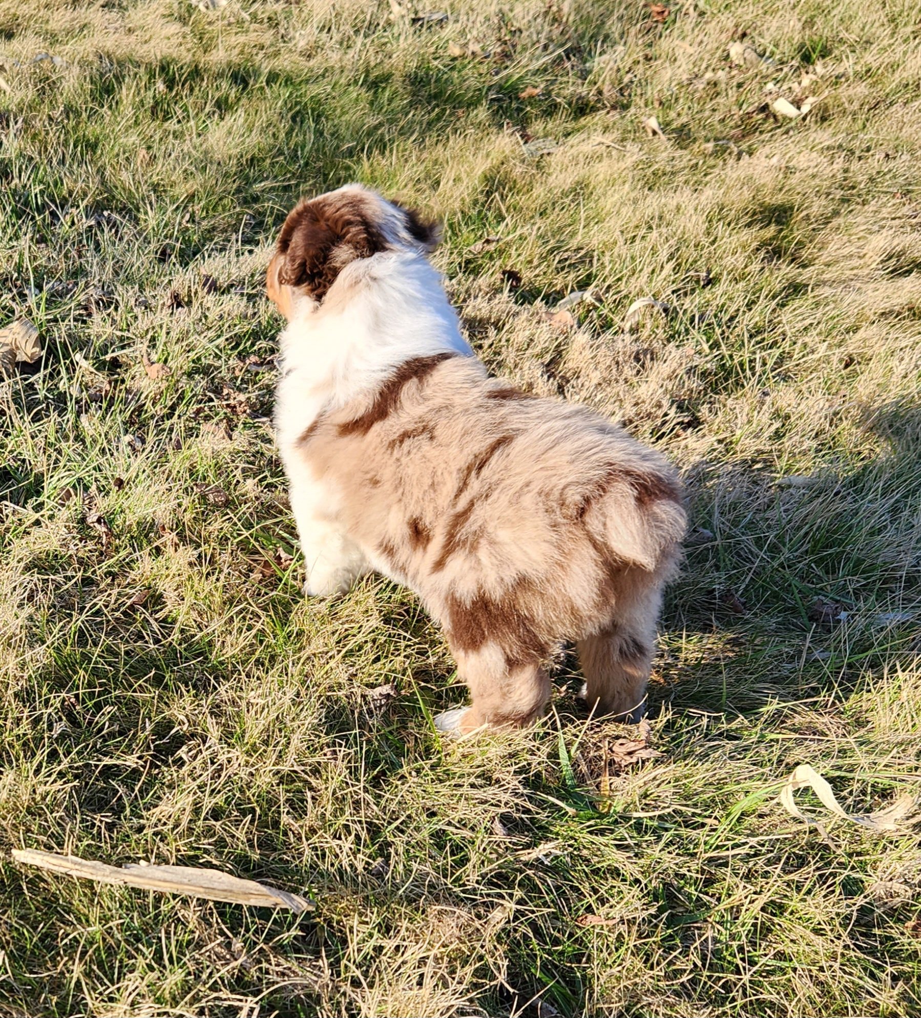 Red Merle, Male – SOLD | LoveMyAussies.com