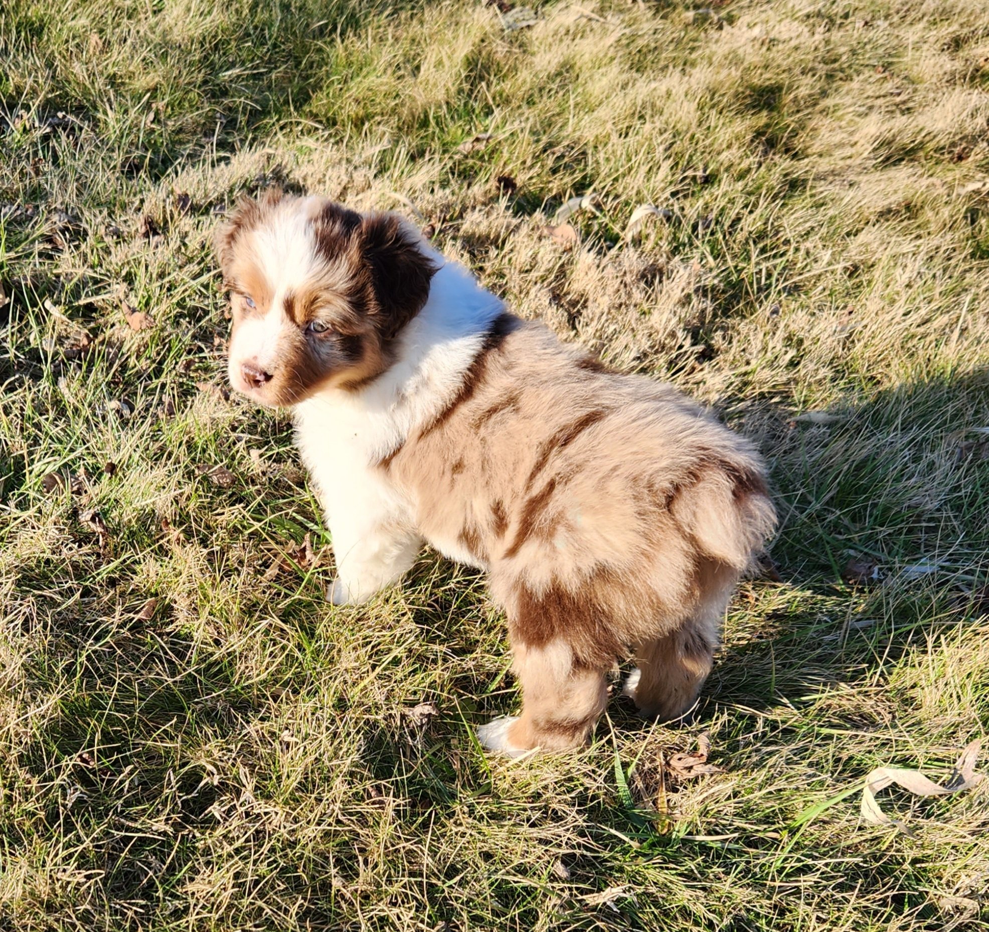 Red Merle, Male – SOLD | LoveMyAussies.com