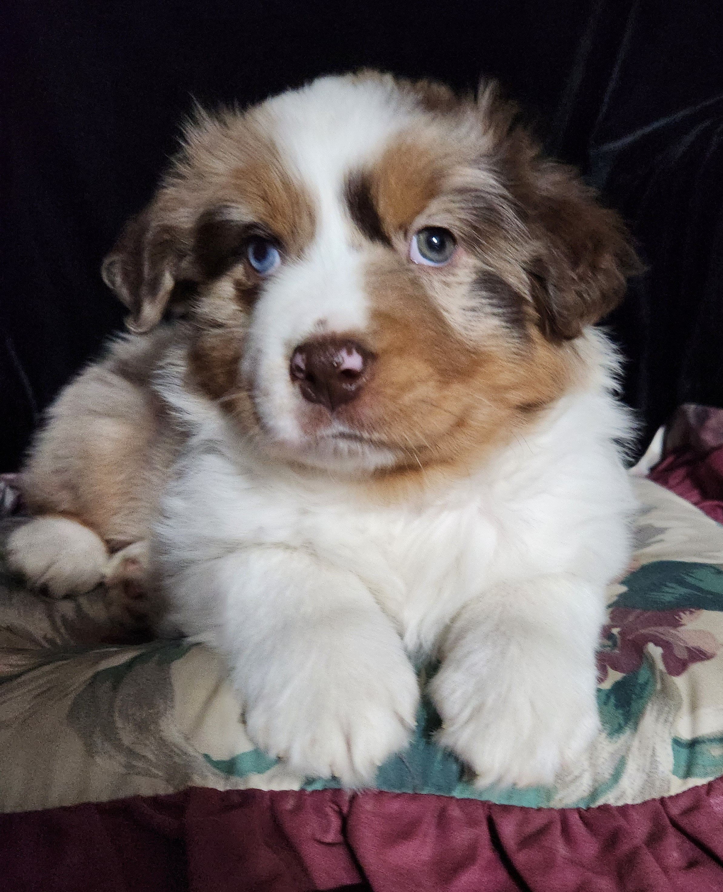 Red Merle, Male – SOLD | LoveMyAussies.com