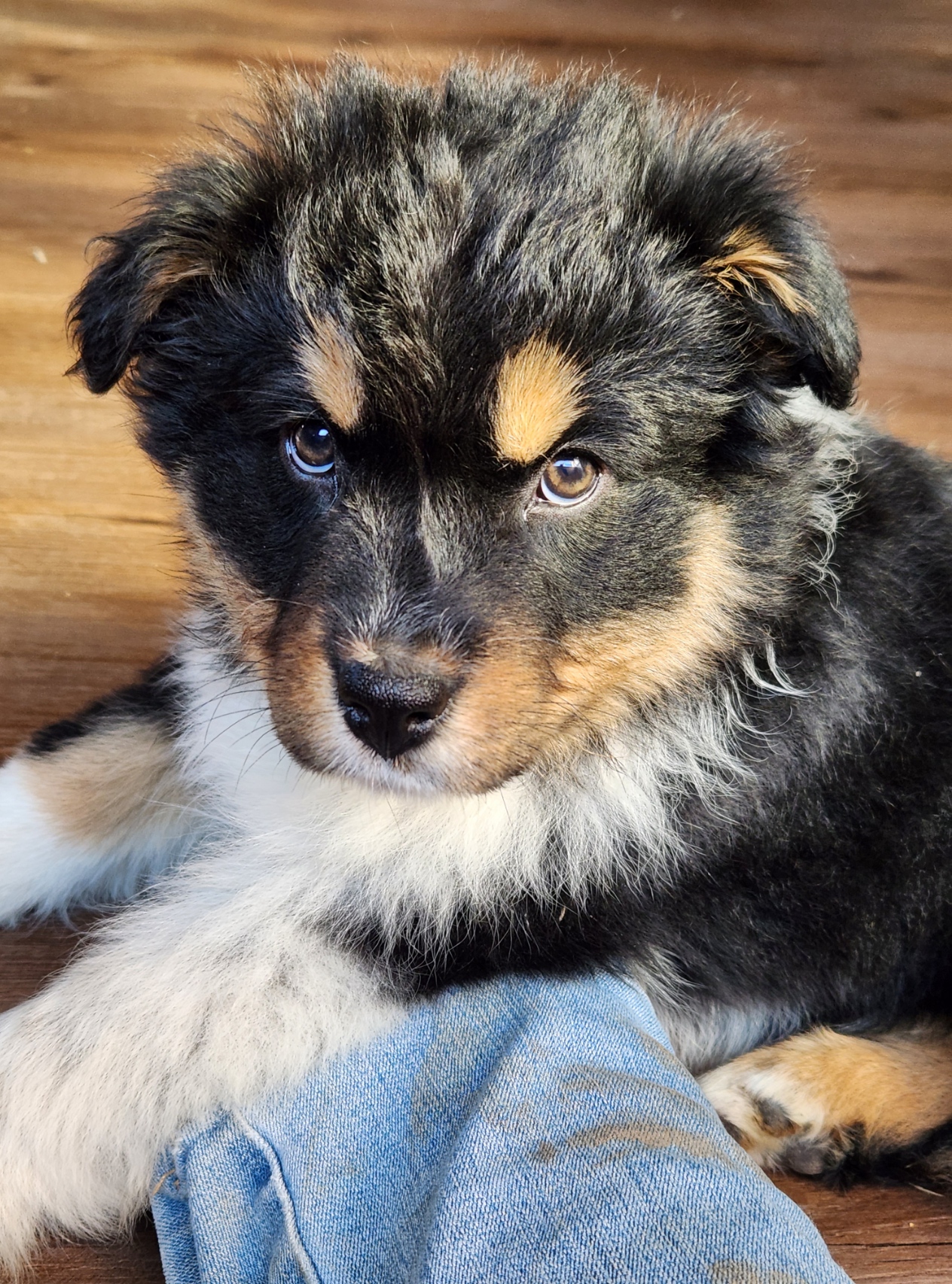 Black Tri, Female – SOLD | LoveMyAussies.com