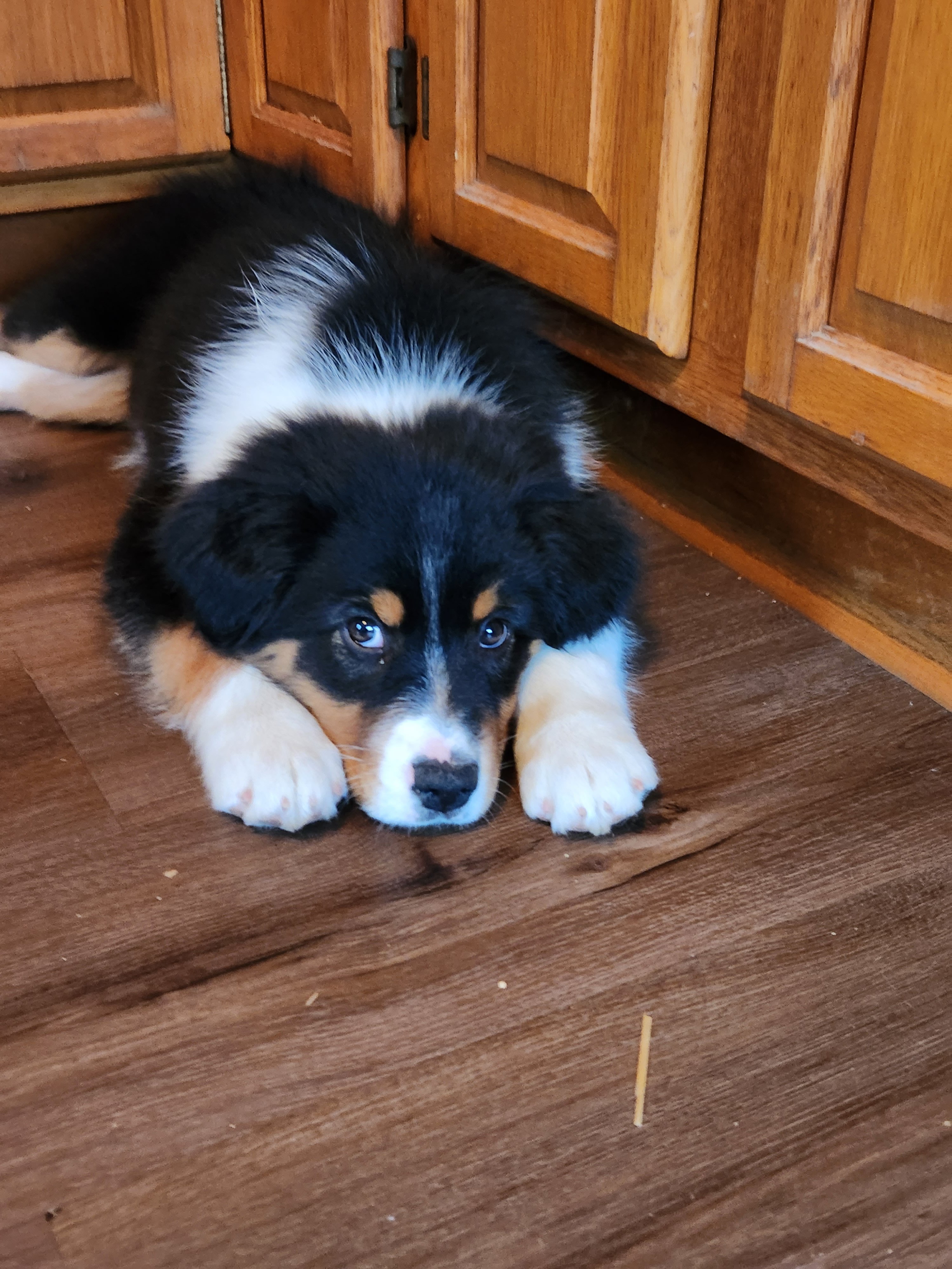 Black Tri #2, Female – SOLD | LoveMyAussies.com