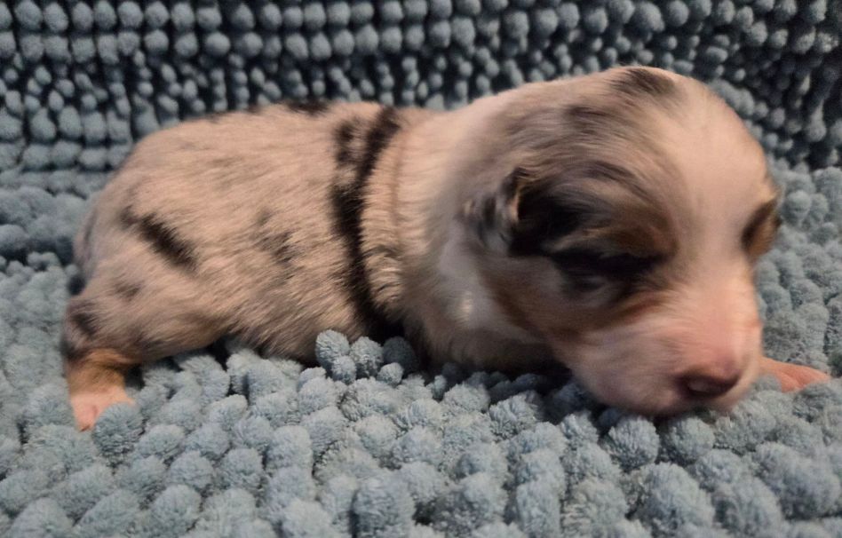Blue Merle 3, Male – $1,400 | LoveMyAussies.com