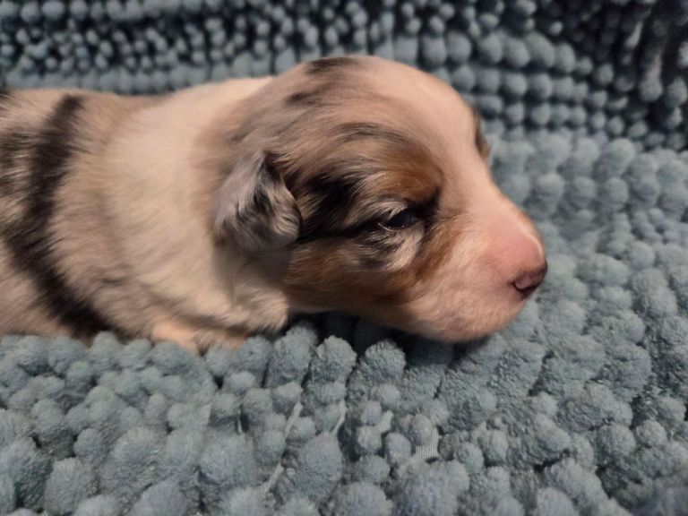 Blue Merle 3, Male – $1,400 | LoveMyAussies.com