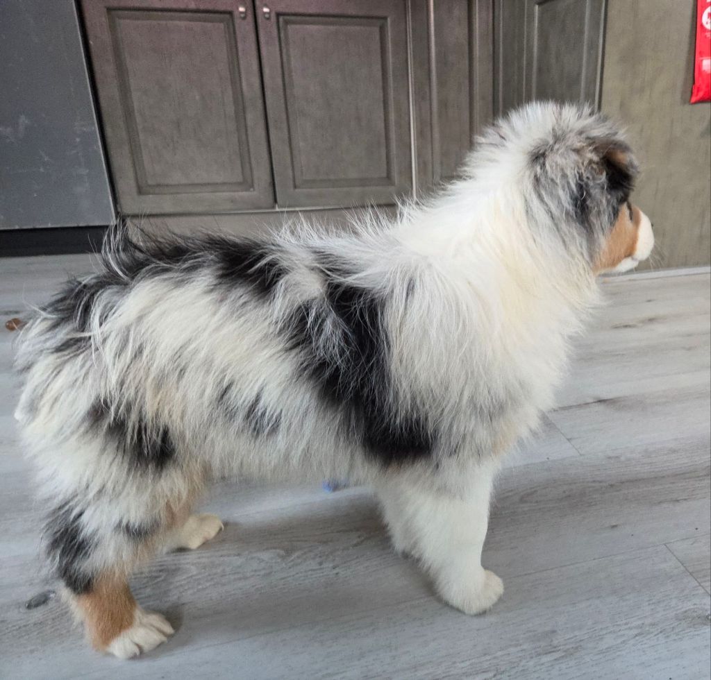 Jake, AKC Blue Merle, Male – $1,200 | LoveMyAussies.com